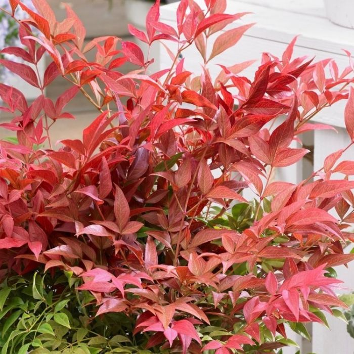 Nandina Domestica Obsessed - Nandina