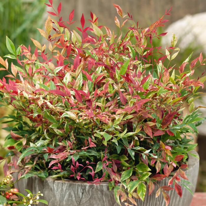 Nandina Domestica Red Light - Nandina, Nebeski Bambus