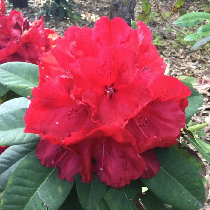 Rhododendron Red Jack - Rododendron