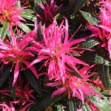 Rhododendron Starstyle Pink - Japanska Zvezdasta Azaleja