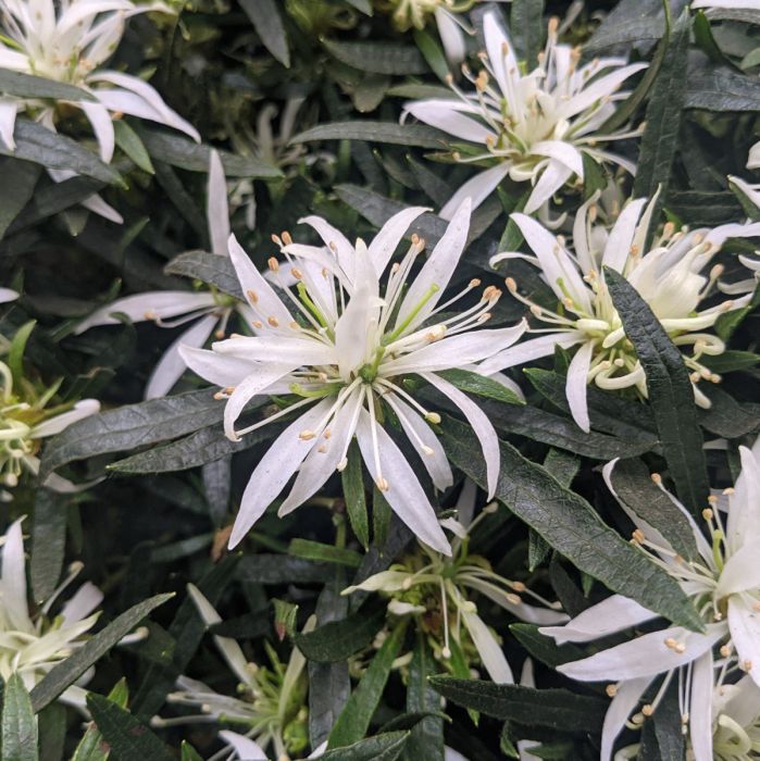 Rhododendron Starstyle White - Japanska Zvezdasta Azaleja