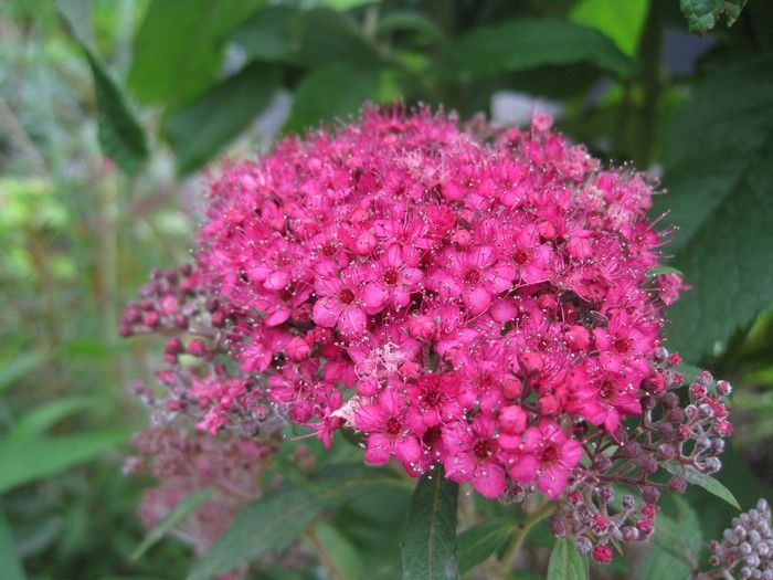 Spiraea Japonica Country Red - Suručica