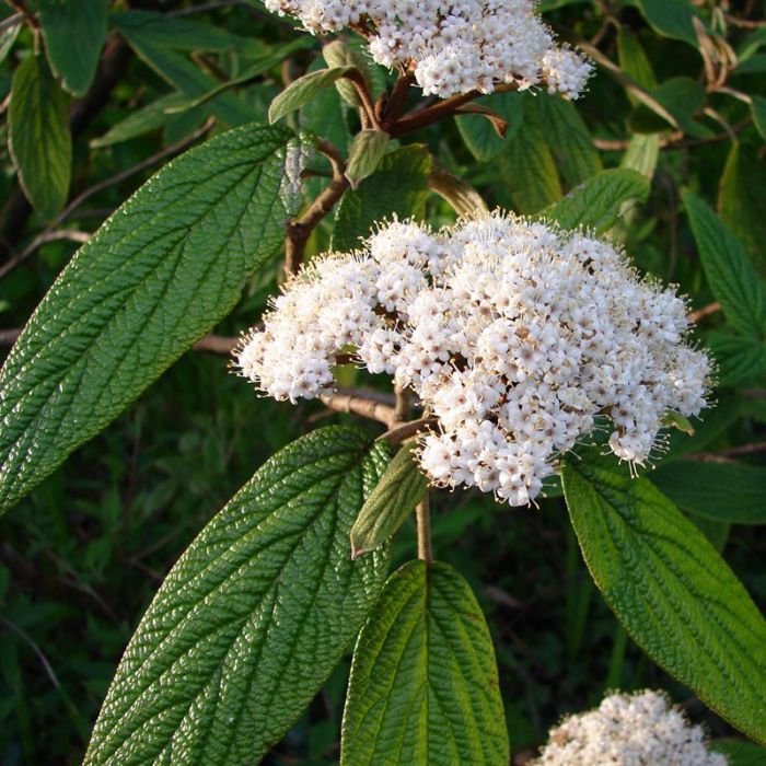 Viburnum Rhytidophyllum - Udika