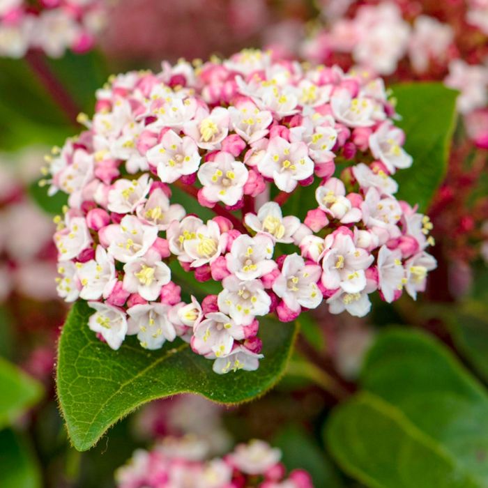 Viburnum Tinus Lisarose - Viburnum