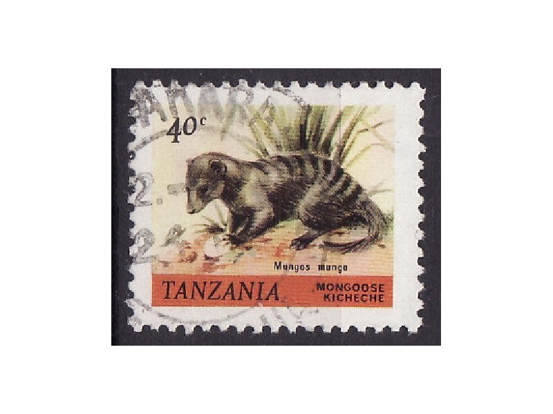 Tanzanija - mungos