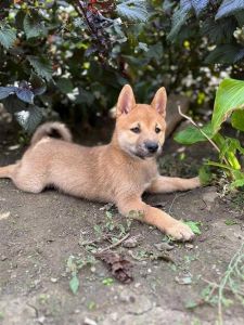 Štenci Shiba inu