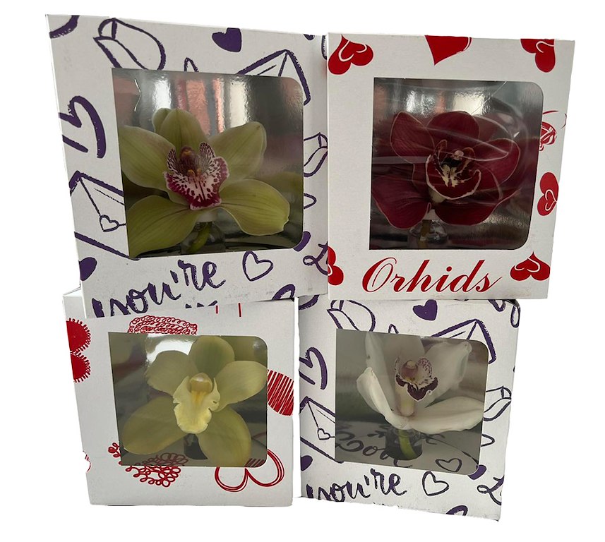 Orhideja box