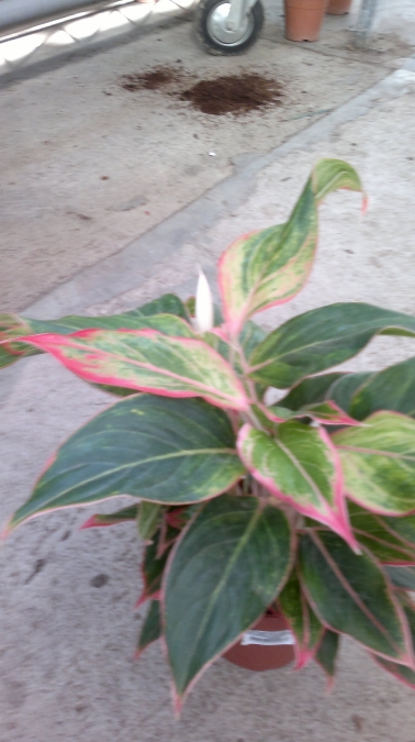 AGLAONEMA