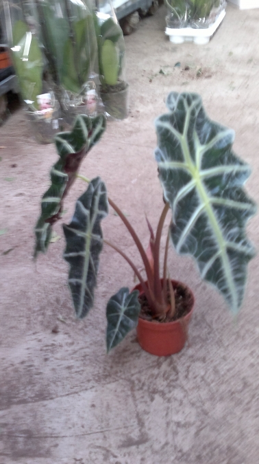 ALOCASIA