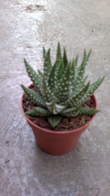 ALOE VERA