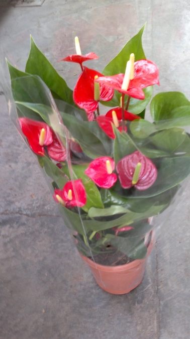 ANTHURIUM