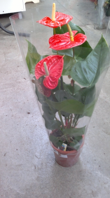 ANTHURIUM