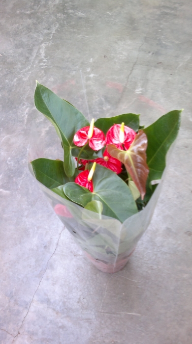 ANTHURIUM