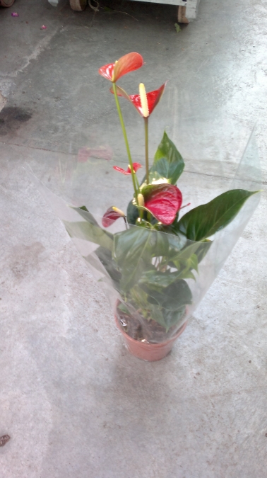 ANTHURIUM