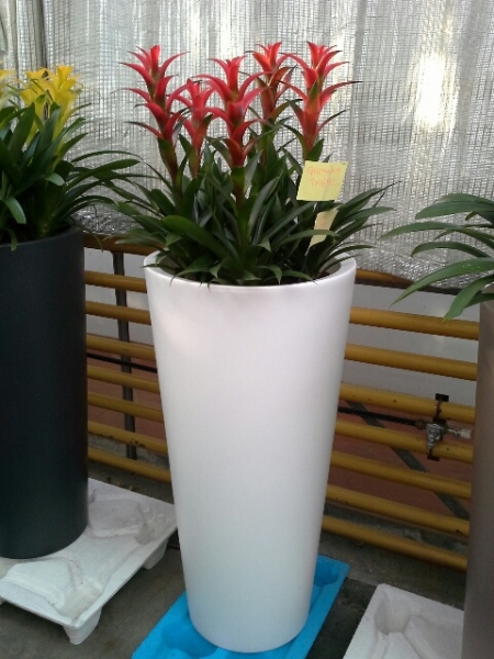 ARANZMAN GUZMANIA