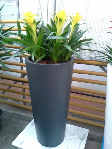 ARANZMAN GUZMANIA