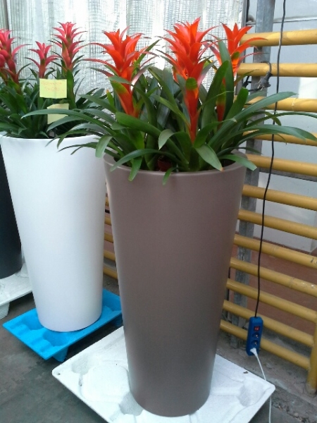 ARANZMAN GUZMANIA