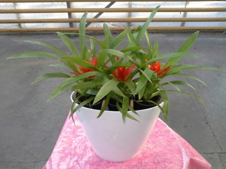 ARANZMAN GUZMANIA RONDO