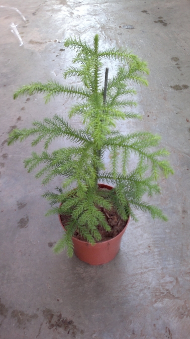 ARAUCARIA