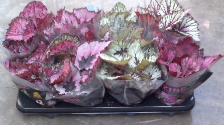 BEGONIA REKS