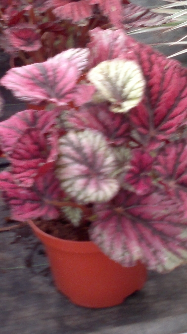 BEGONIA REX MIXED