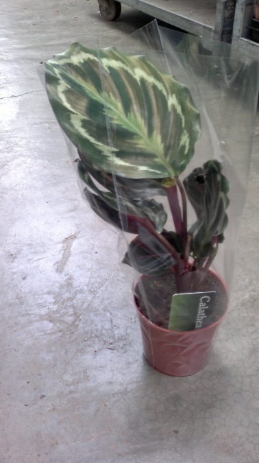 CALATHEA