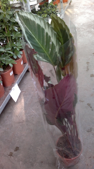 CALATHEA