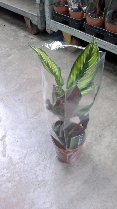 CALATHEA