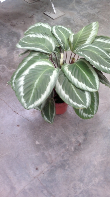 CALATHEA