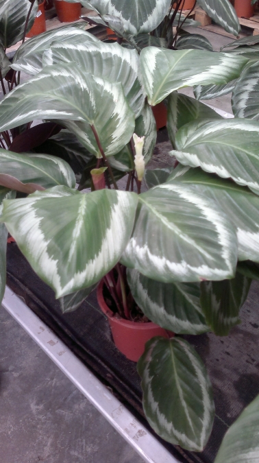 CALATHEA