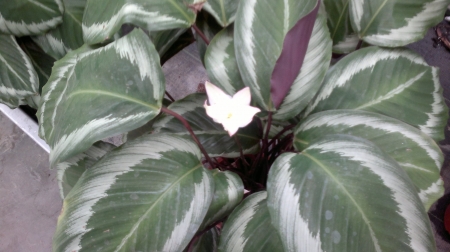 CALATHEA