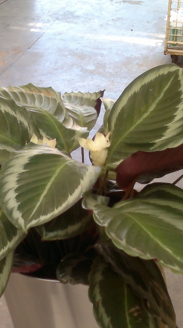 CALATHEA