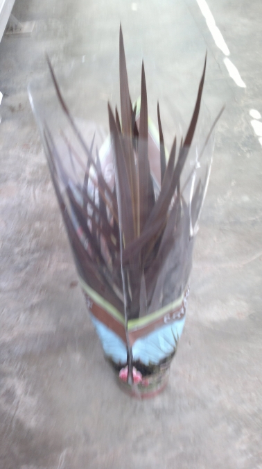 CORDYLINA AUSTRALIS