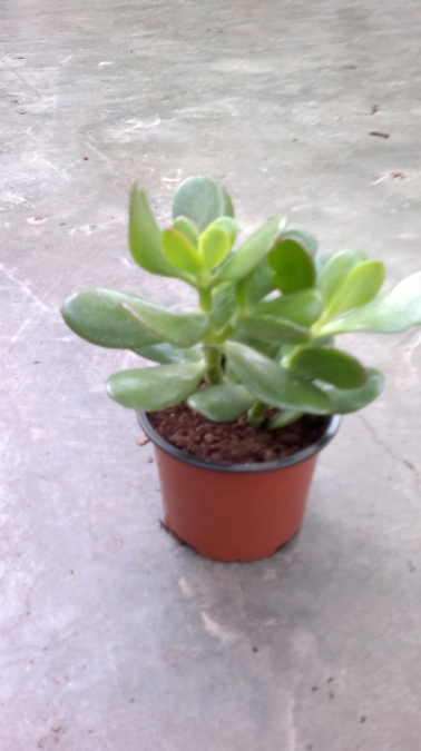 CRASSULA