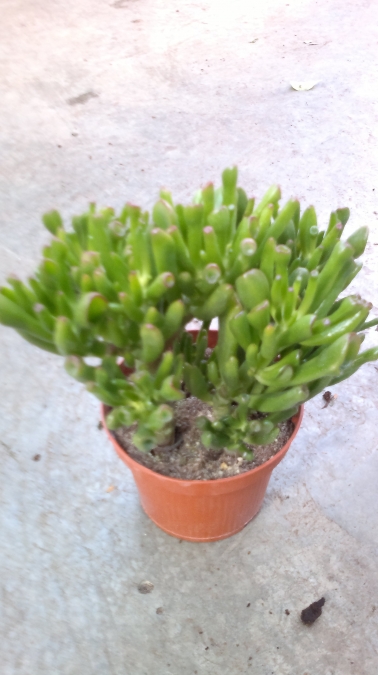 CRASSULA