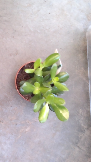 CRASSULA