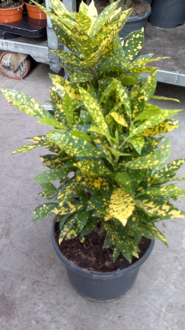 CROTON