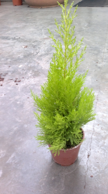 CUPRESSUS