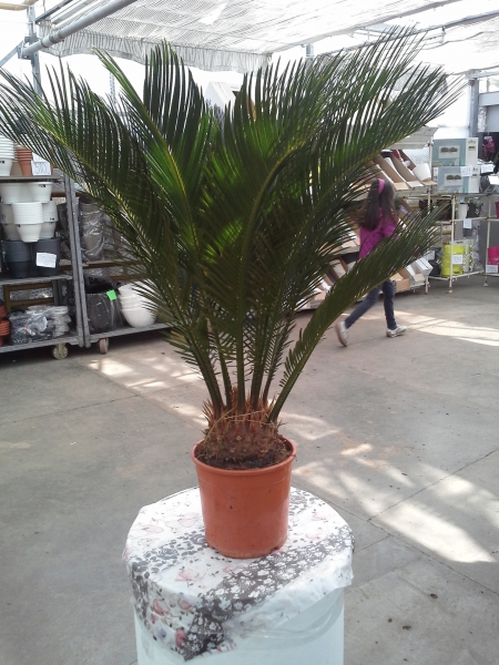 CYCAS