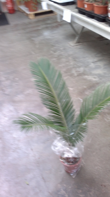 CYCAS