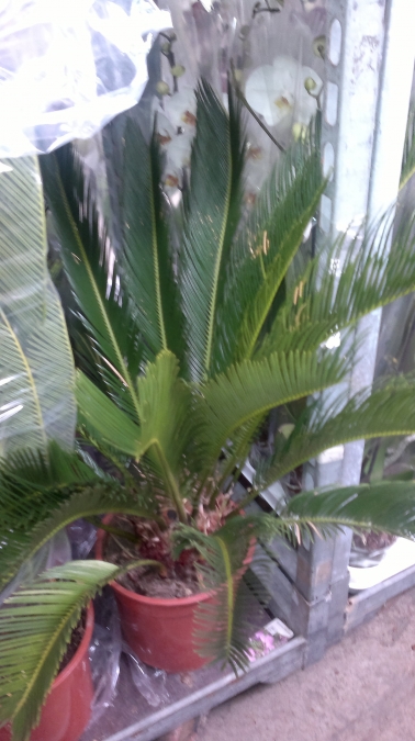 CYCAS