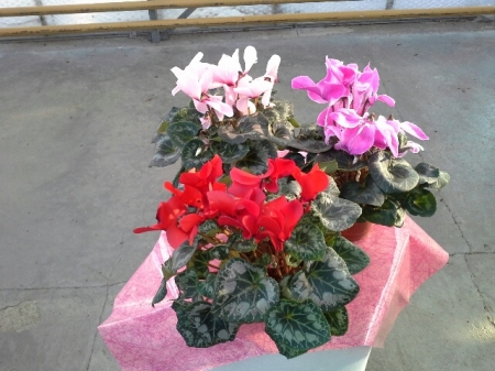 CYCLAMEN COLOR MIX