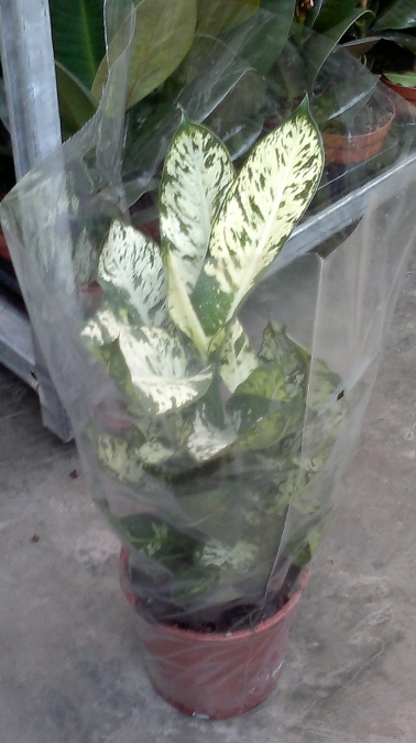 DIEFFENBACHIA