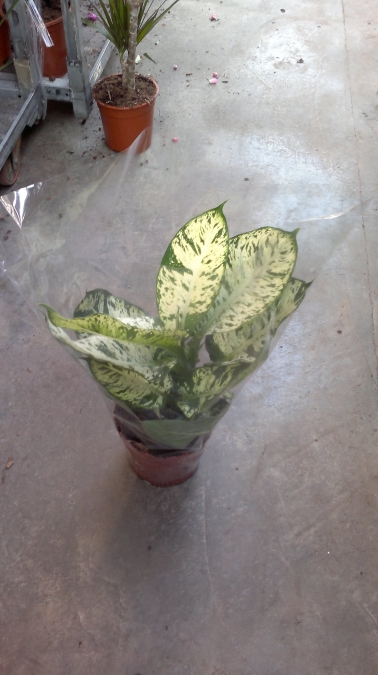 DIEFFENBACHIA