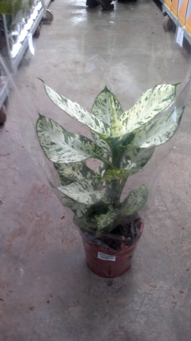 DIEFFENBACHIA