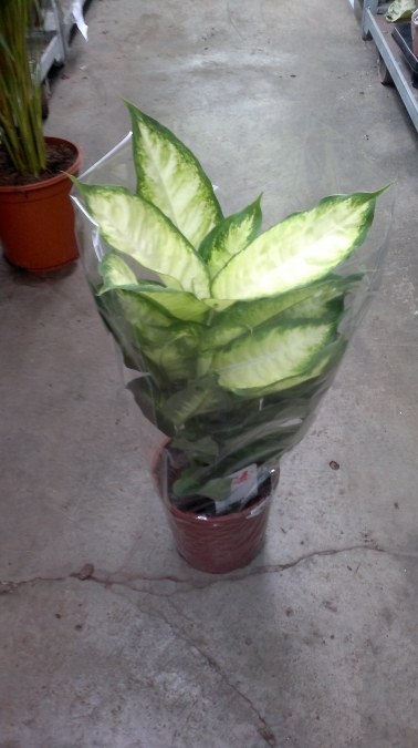 DIEFFENBACHIA