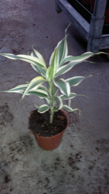 DRACENA