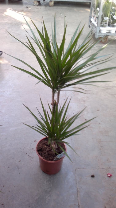 DRACENA