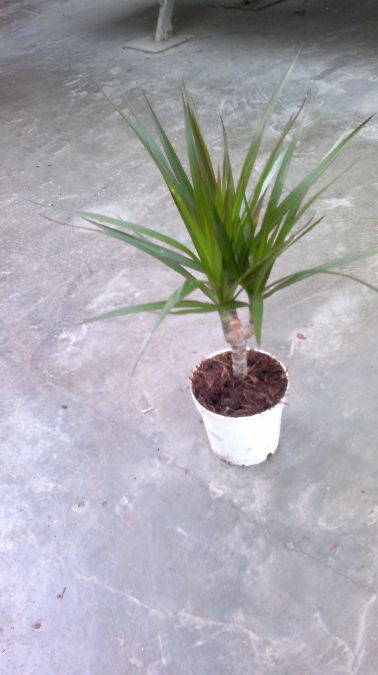 DRACENA 1P