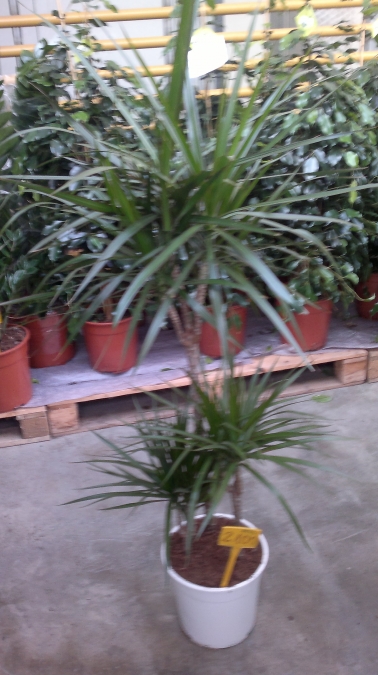 DRACENA 3PP